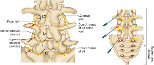 Facet Joint Dorsal Ramus
