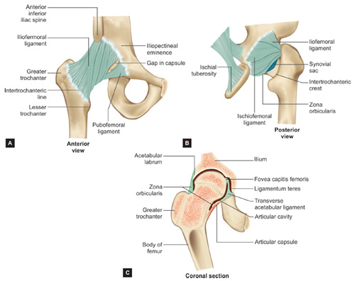 Ligamentum Capitis Femoris