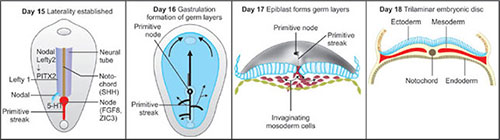 Trilaminar Disc Layers
