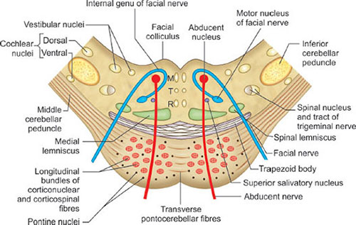 Transverse Section Through The Lower Part Of Pons