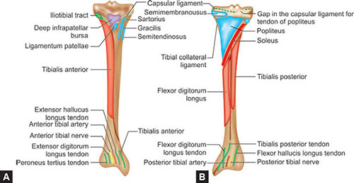 Tibia Anatomy Bony Landmarks Muscle Attachment How To