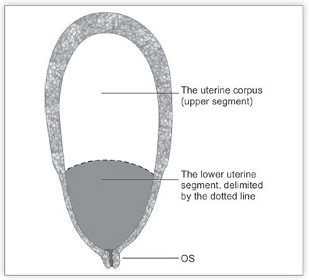 Lower Uterine Segment Anatomy PPT Birth Related Procedures