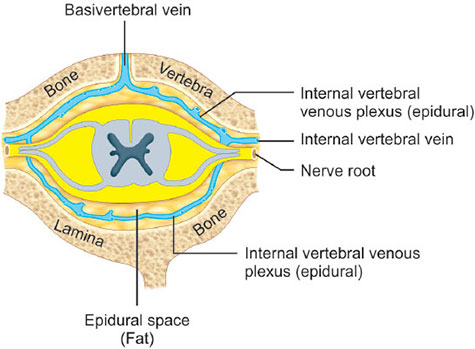 Internal Vertebral Venous Plexus Of Batson
