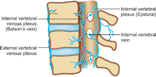 Internal Vertebral Venous Plexus Of Batson