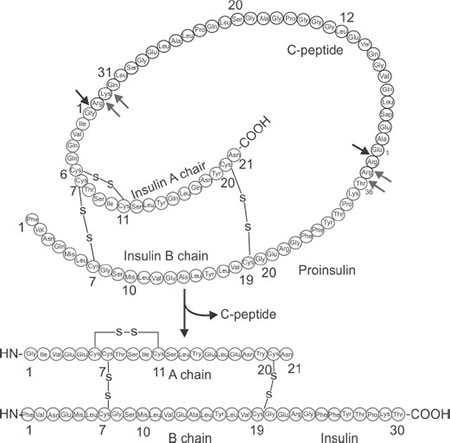 Insulin Structure C Peptide