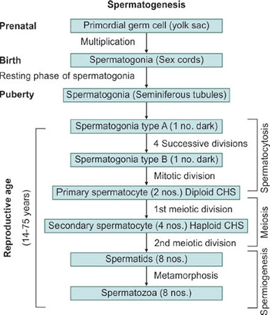 Spermatogenesis Flow Chart