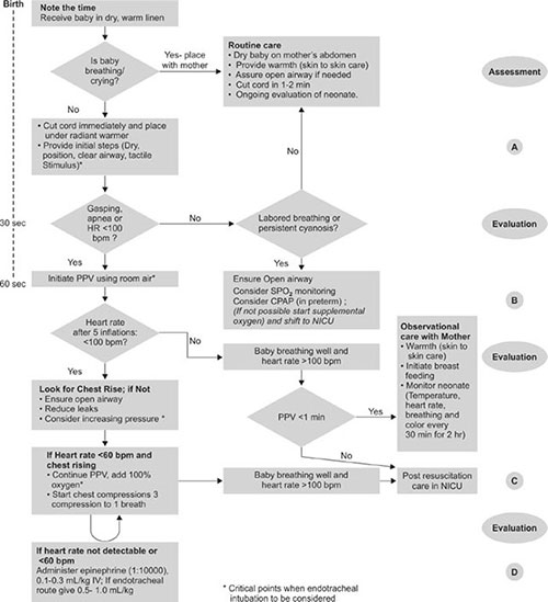Neonatal Resuscitation Flow Chart