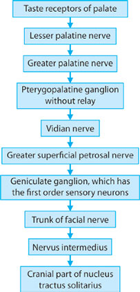Ciliary Ganglion Pathways