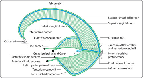 Tentorium Cerebelli Attachments