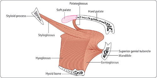 Styloglossus And Palatoglossus