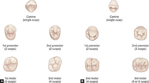 Posterior Teeth Letters