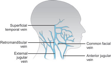 Superficial Temporal Vein Anatomy