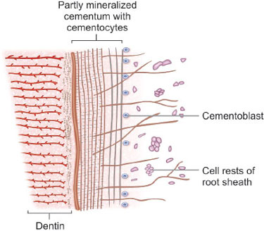 JaypeeDigital | eBook Reader