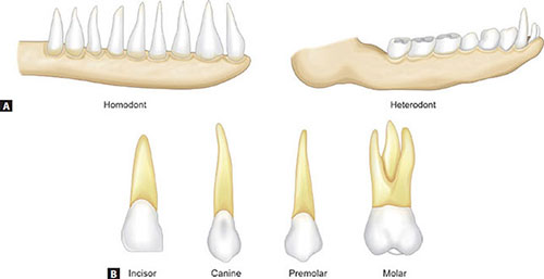 JaypeeDigital | eBook Reader