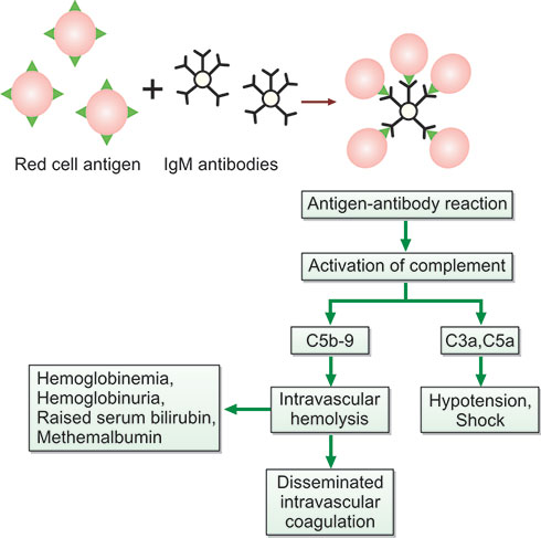 Hemolytic transfusion reaction mechanism