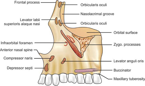 Maxillary Tuberosity Anatomy Anatomy For Complete Denture