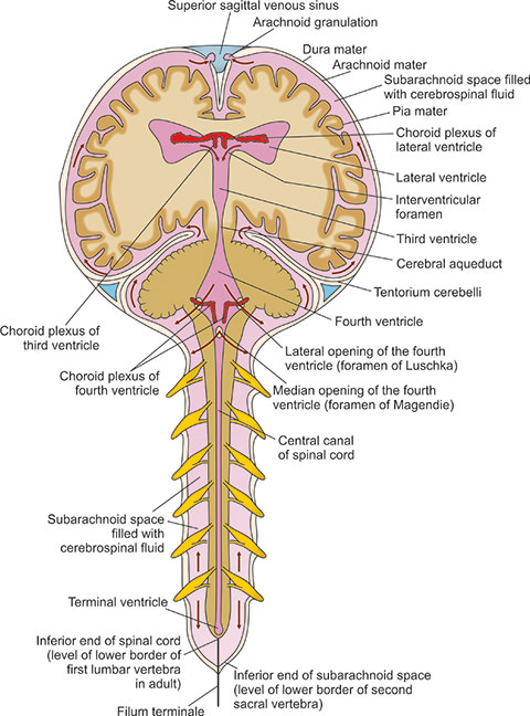 And Pia Mater Filum Terminal
