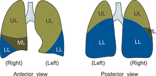 Lung Lobes Posterior View Epithelial Tissue Functions And