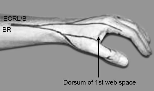 1st Web Space Anatomy
