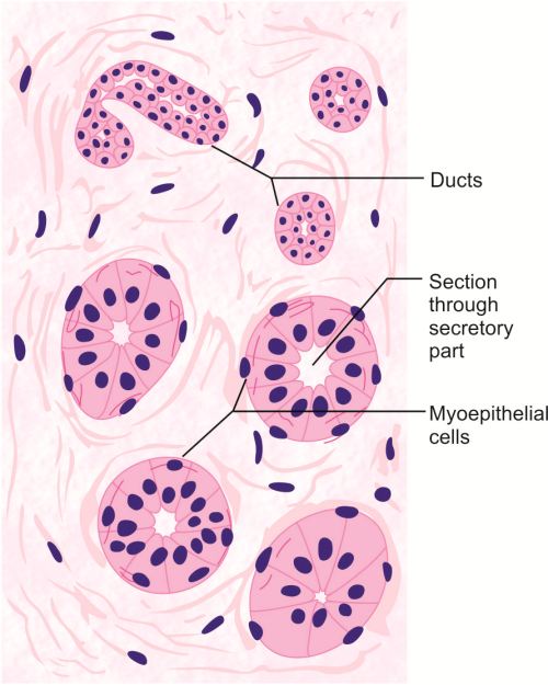 Apocrine Sweat Glands Histology