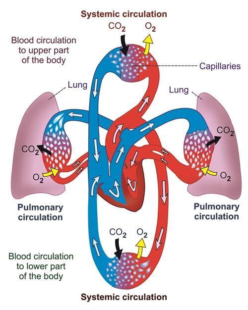 Parts Of The Systemic Circuit