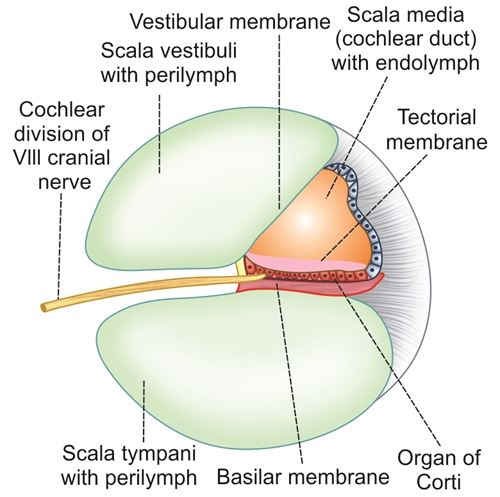 Perilymph Endolymph Tectorial Membrane