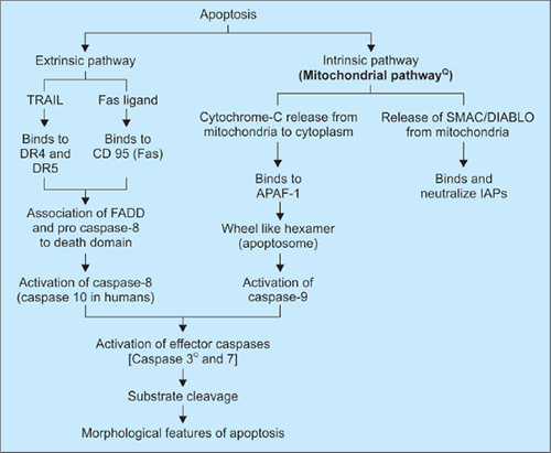 Extrinsic Pathway Of Apoptosis Flowchart