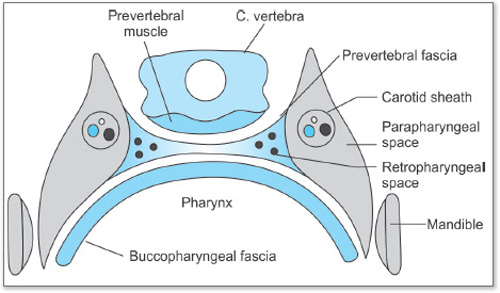 Retropharyngeal Space Of Gillette