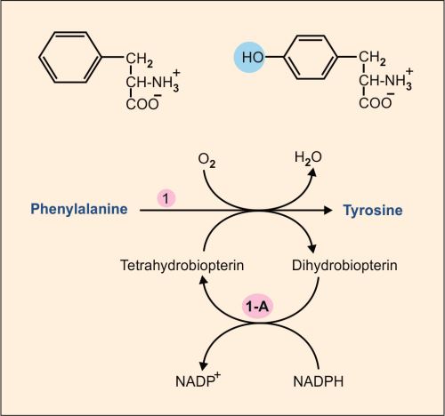 Phenylalanine Hydroxylase Pathway