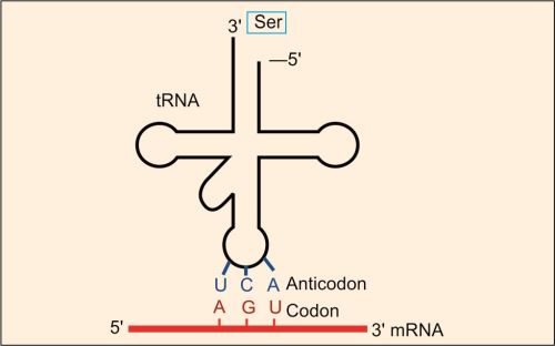 Simple Trna Structure