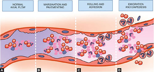 Diapedesis Is The Movement Of Leukocytes Out Of