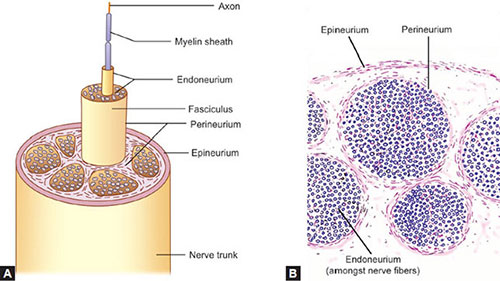 Sketch And Label A Nerve Fiber With Schwann Cell Longitudinal Section