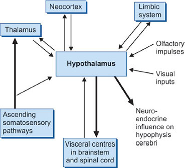 The Flowchart Of Hormones From Hypothalamus Structure And Hormones Of