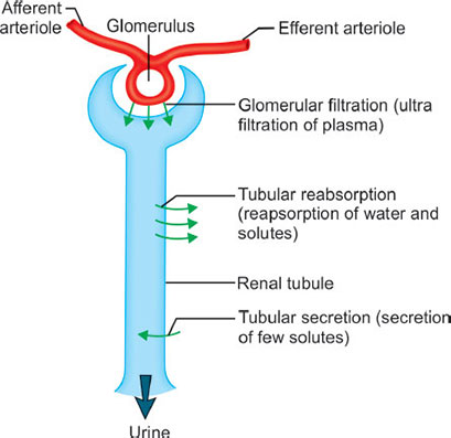 Renal Filtration Process
