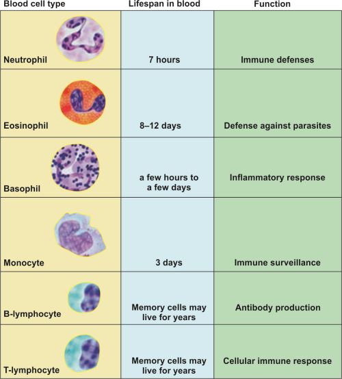 Dlc Count Differential Leukocyte Count DLC 2022 10 12