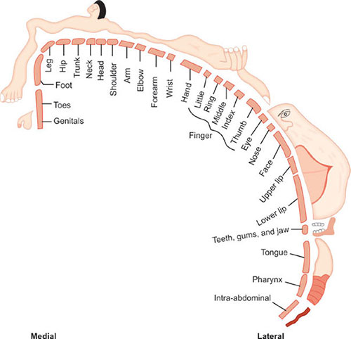Somatosensory Homunculus Definition