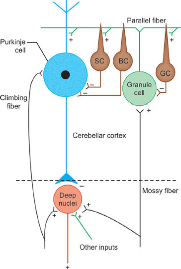 Purkinje Fibers Cerebellum