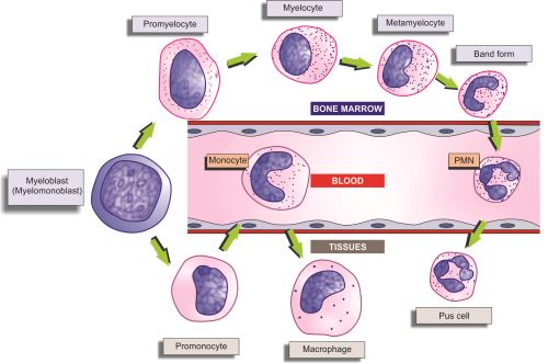 Metamyelocyte Vs Monocyte