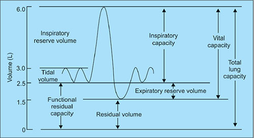 Inspiratory Capacity Volume