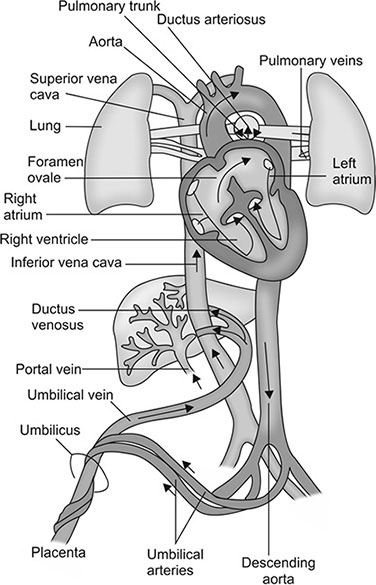 Fetal Circulation Made Easy