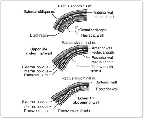 Rectus Sheath Anatomy Rectus Sheath