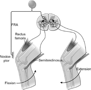 Crossed Extensor Reflex Diagram
