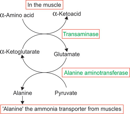 Gluconeogenesis Mnemonic
