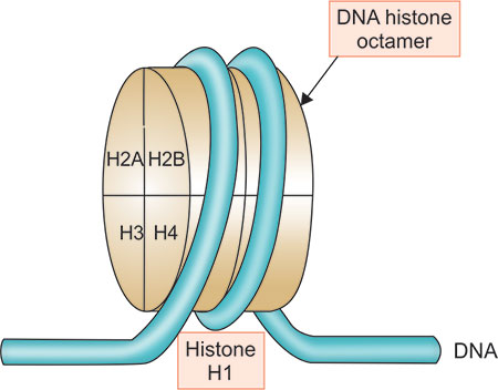 Histone Octamer Structure