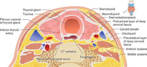 Thyroid Anatomy Cross Section Cross Section Of Thyroid Gland Done By
