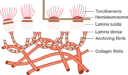 JaypeeDigital | eBook Reader